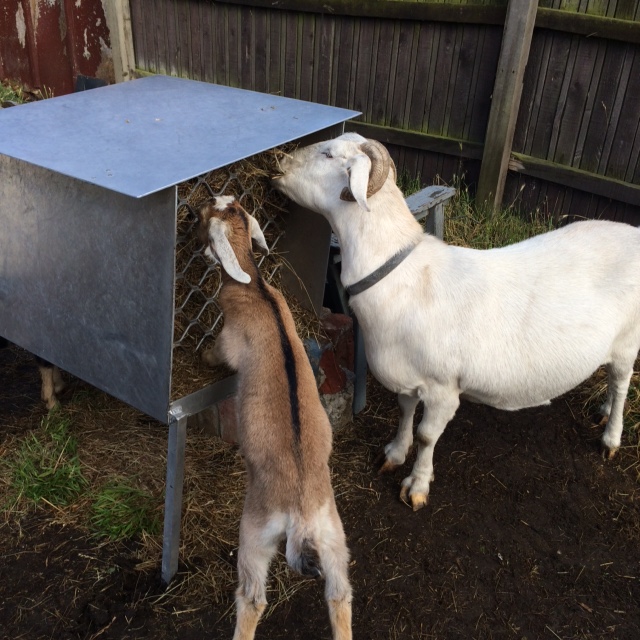 Maintaining the Lifestyle | Union Homestead